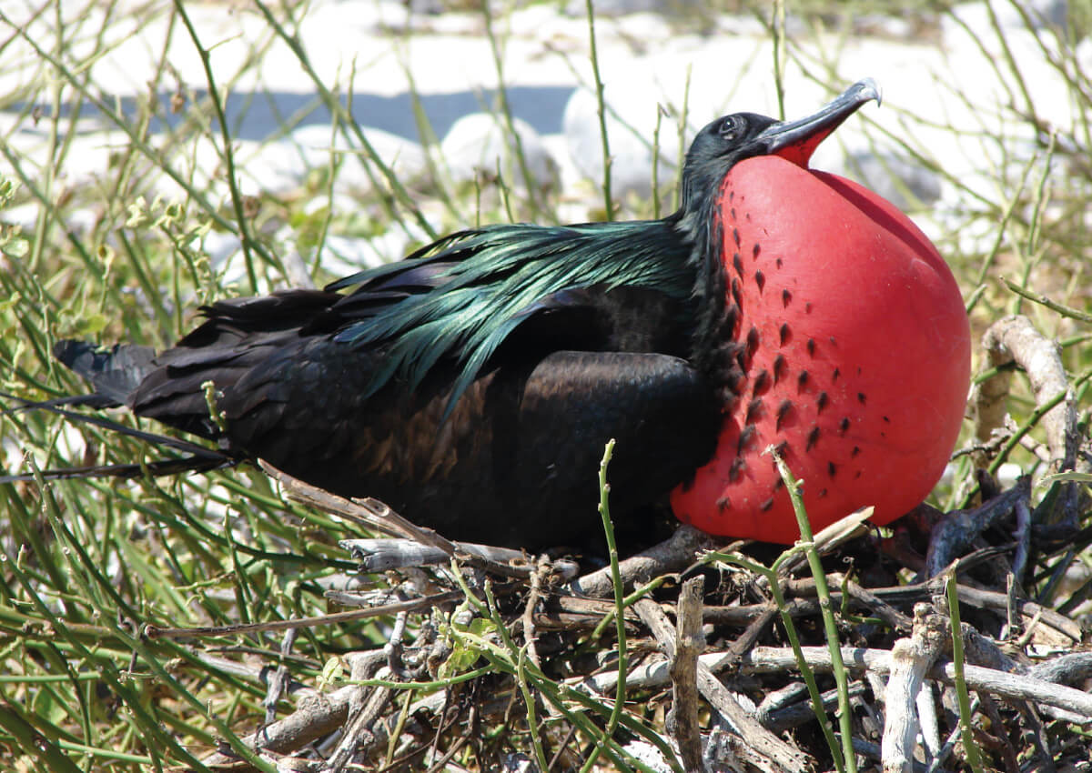 The most exotic birds of the Galapagos Islands | Fragata Yacht