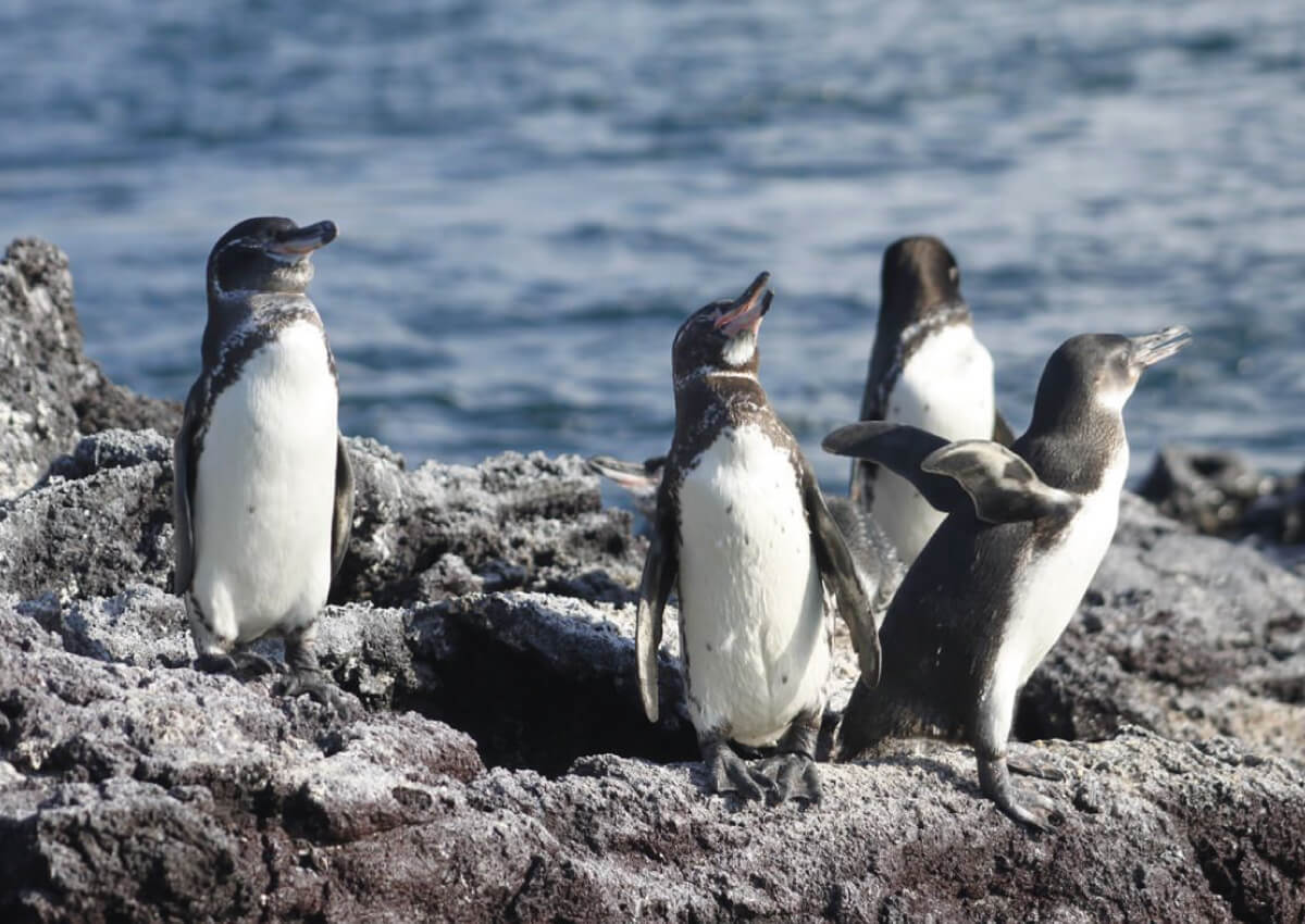 The most exotic birds of the Galapagos Islands | Fragata Yacht