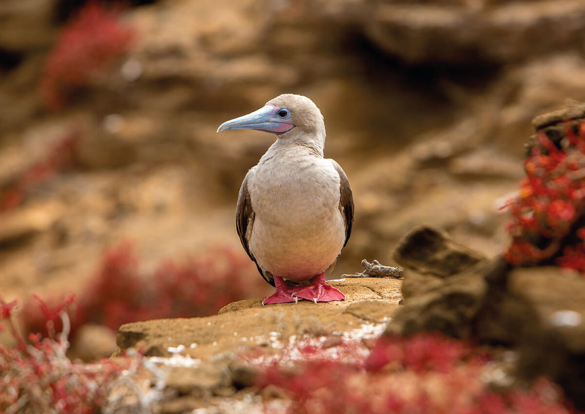 The most exotic birds of the Galapagos Islands | Fragata Yacht